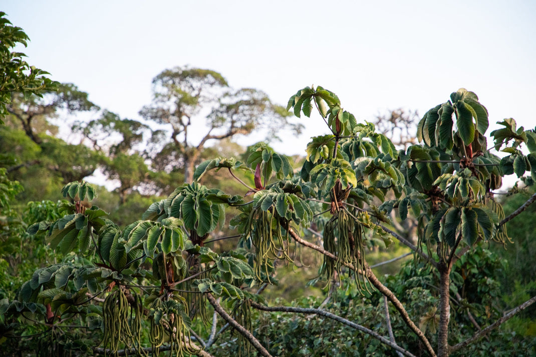 Best Sellers – Monke Clothing